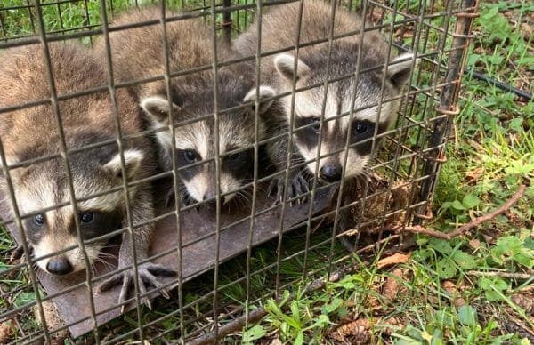 Raccoon Removal in Ontario - Pest & Animal Removal Services