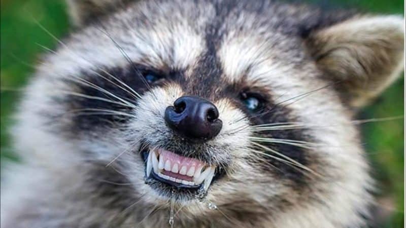 Distemper in Raccoon - Symptoms and Treatment. - Pest & Animal Removal ...