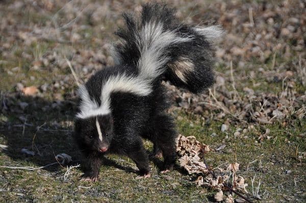 What Noise Do Skunks Make? A Comprehensive Guide to Identifying Skunk ...